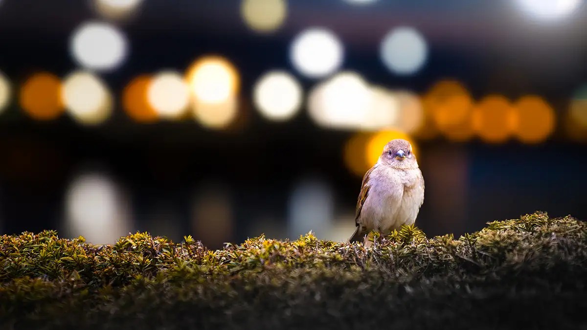 Sleepless Birds: Light pollution exposed – GYG PROJECT FOUNDATION