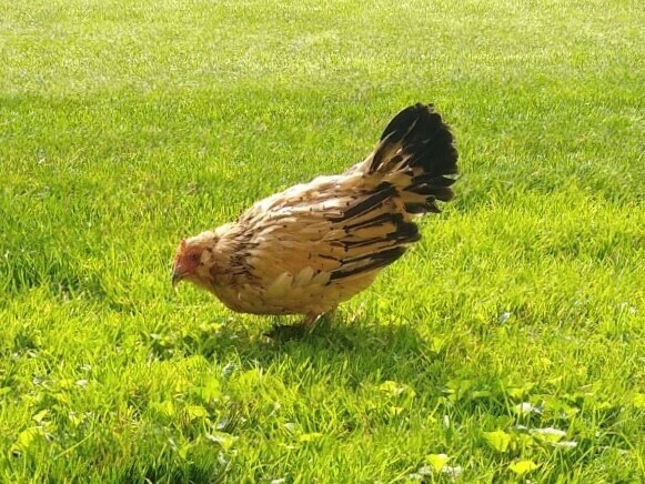 Meet Peanut, the world’s oldest living chicken as per the Guinness ...